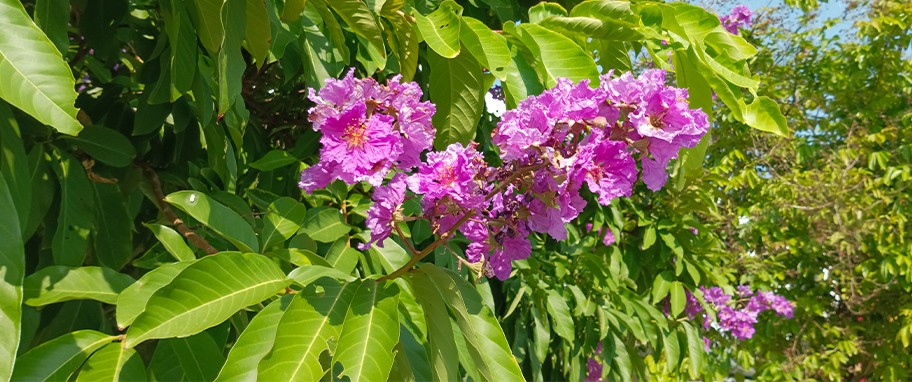 Banaba (lagerstroemia speciosa) - co to takiego? Kiedy stosować ...
