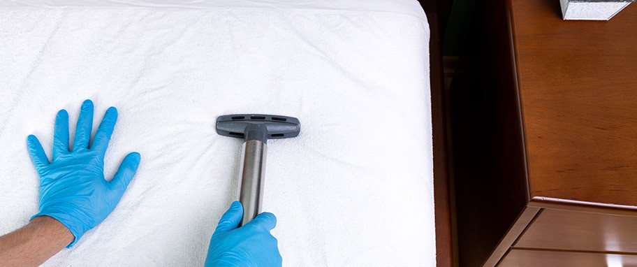 Co to są roztocze (roztocza) i jak się ich pozbyć? Czym jest alergia na ...